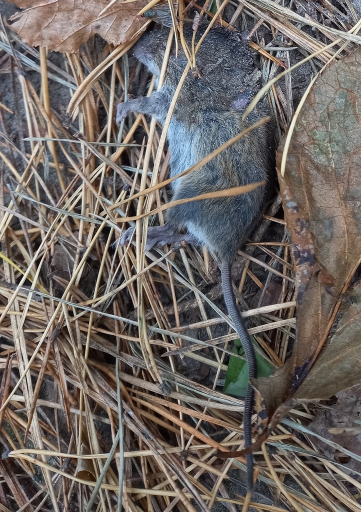 Birch Mice from Деснянський район, Київ, Україна, 02000 on October 12 ...