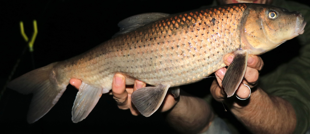 Spotted Sucker from Fillmore County, MN, USA on May 12, 2017 at 07:54 ...