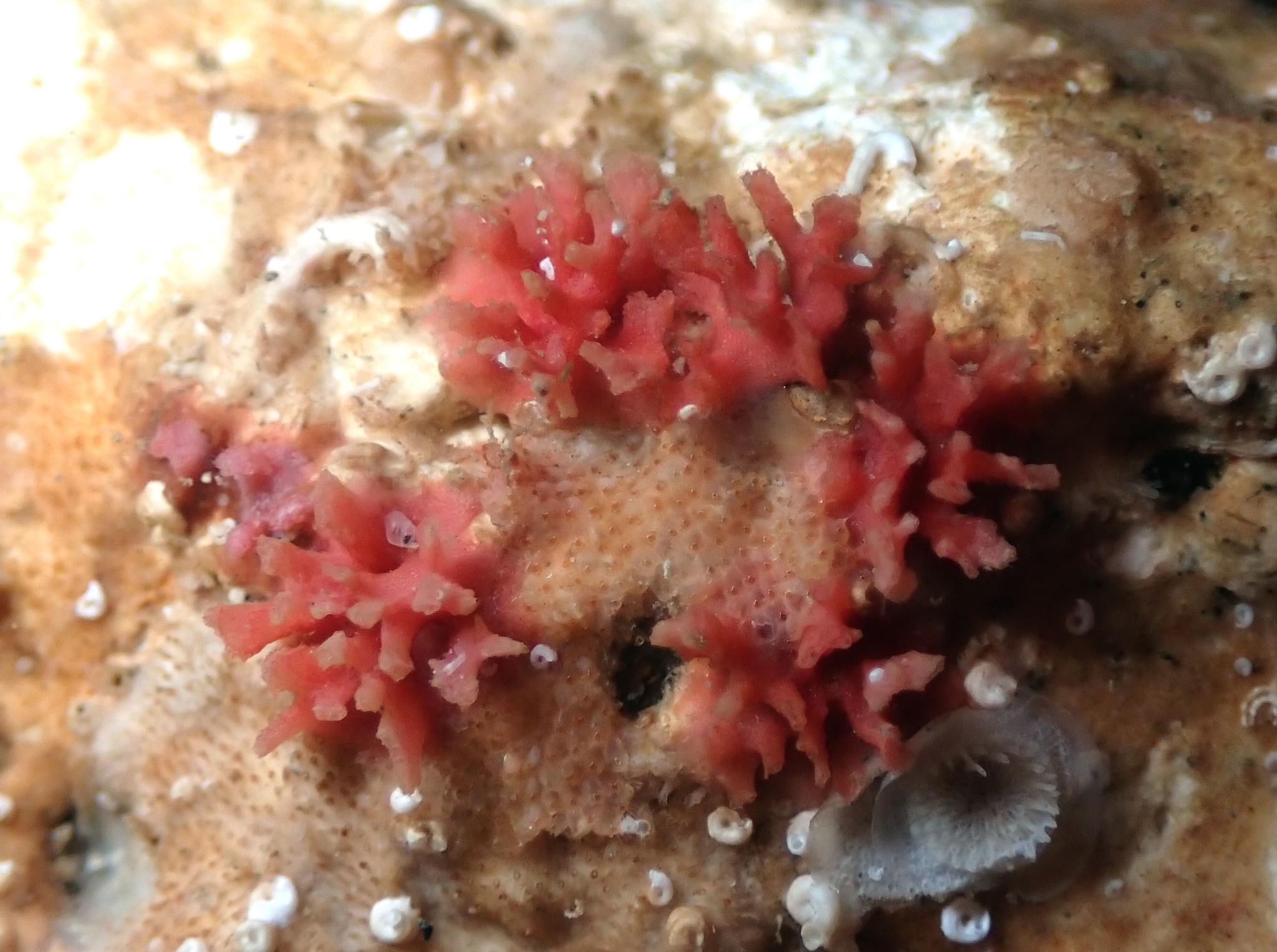 Miniacina miniacea (Pallas, 1766)