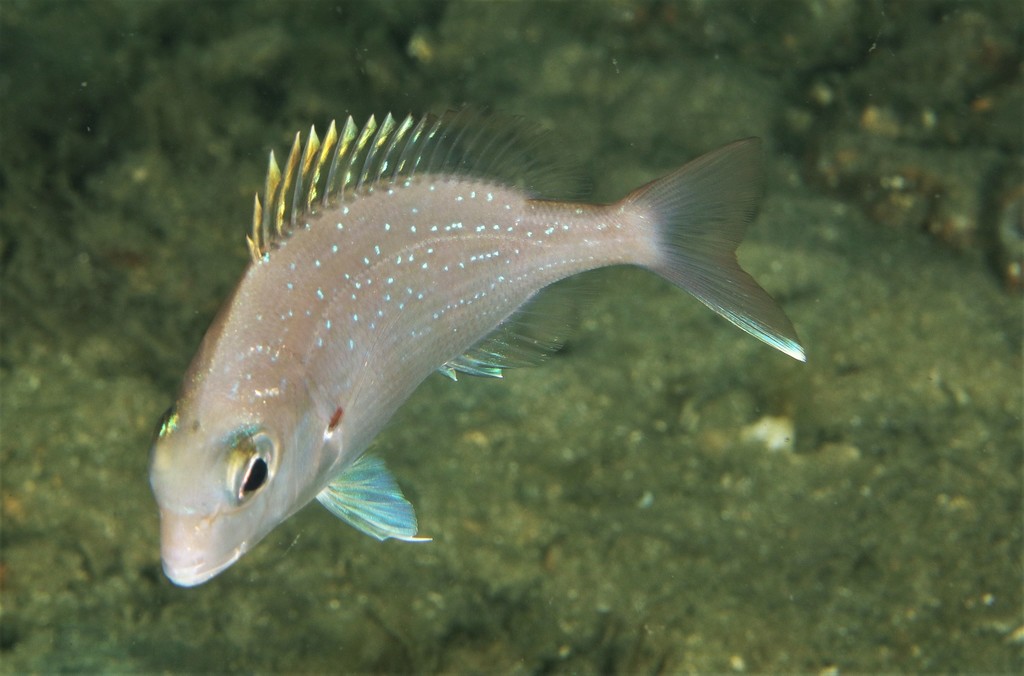 Australasian Snapper from Sydney NSW, Australia on October 14, 2021 at ...