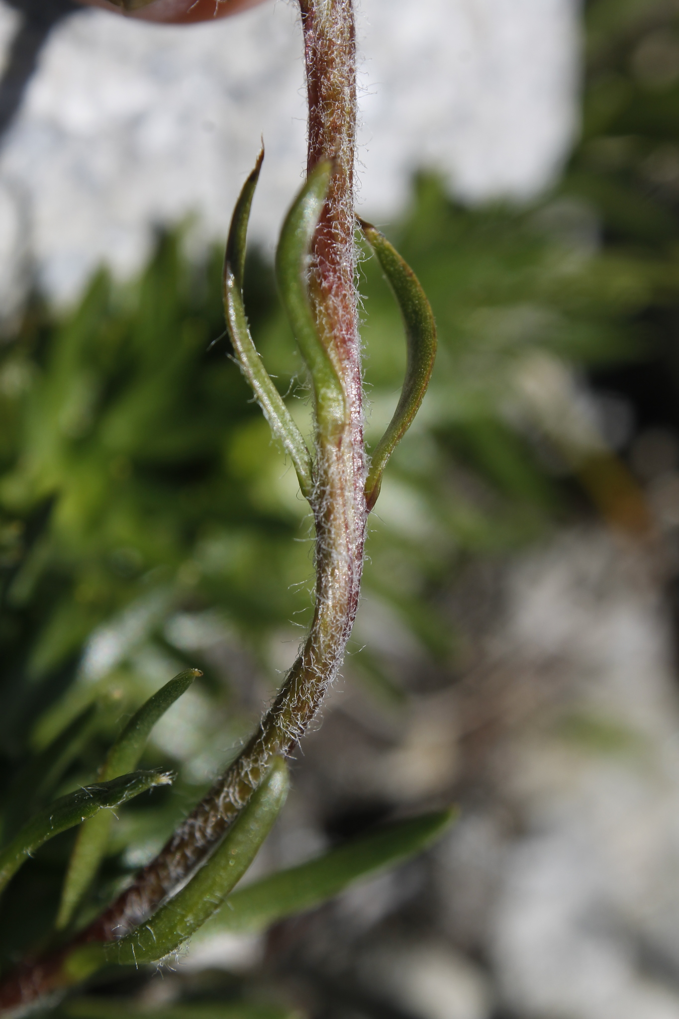 Arctanthemum integrifolium (Richards.) Tzvelev