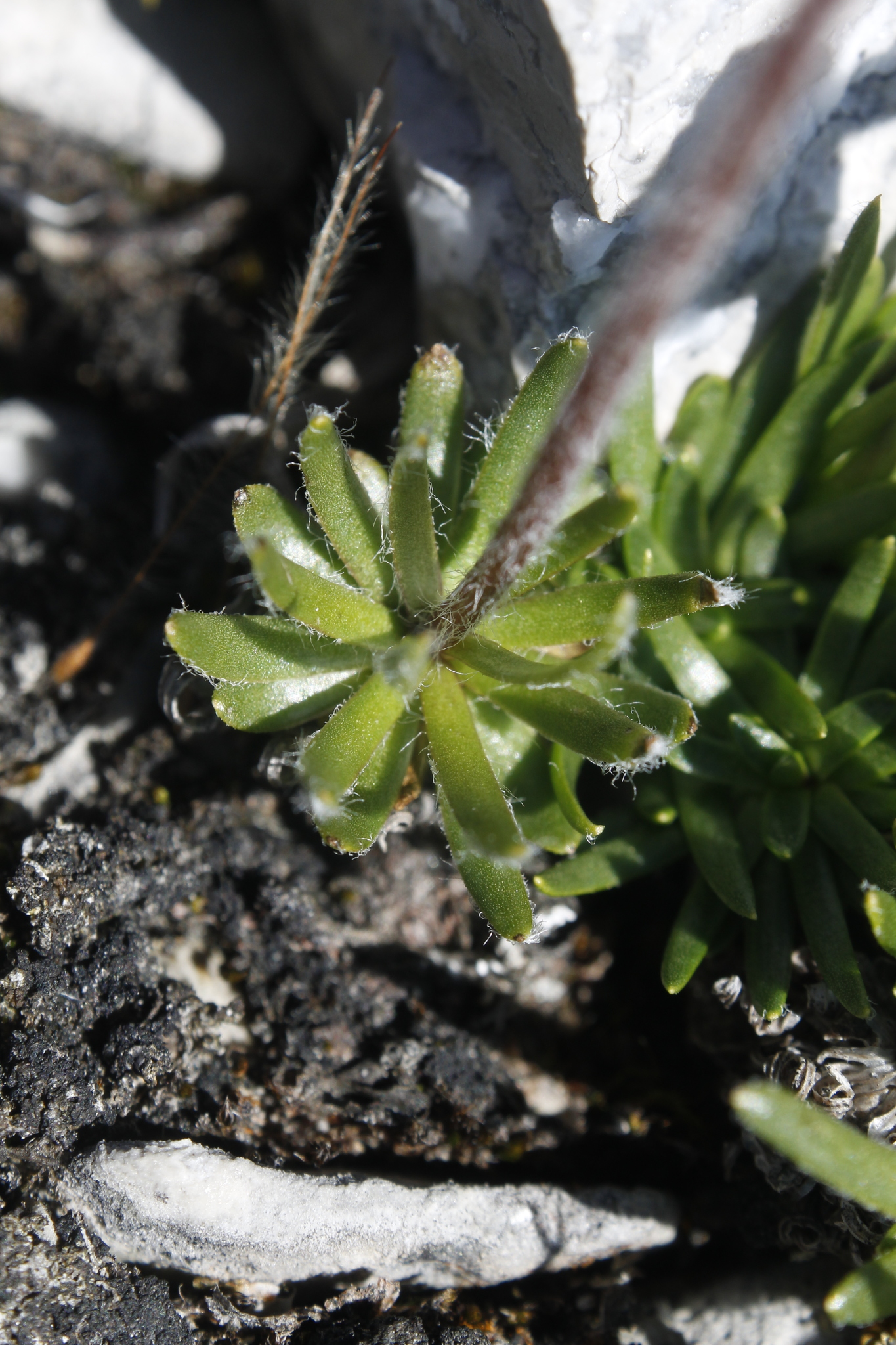 Arctanthemum integrifolium (Richards.) Tzvelev