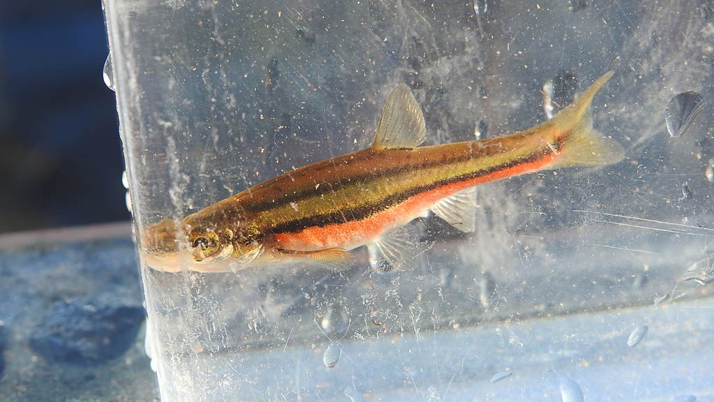 Northern Redbelly Dace from Wellington County, ON, Canada on September ...