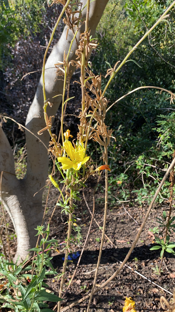 tall evening primrose (Oenothera elata) - Botanical Realm