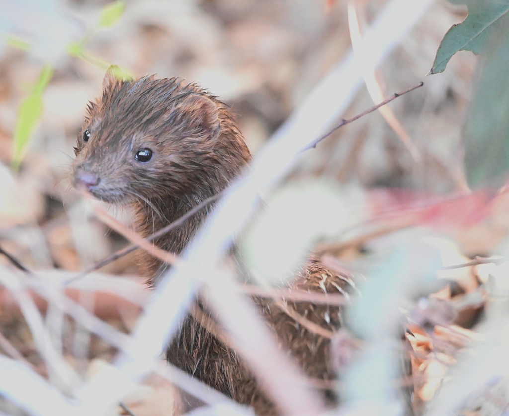 American Mink from Bay Point, CA, USA on October 14, 2021 at 12:08 PM ...