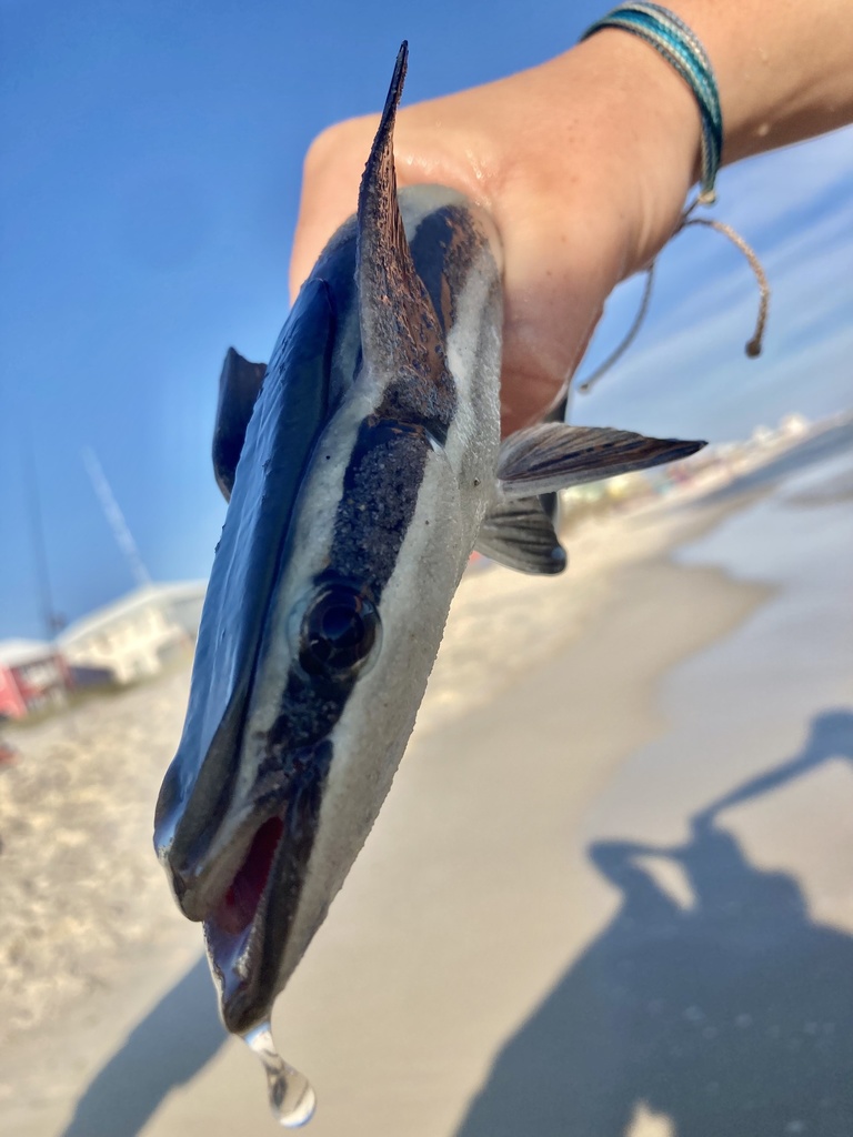 Remoras (Echeneidae) - Marine Life Identification