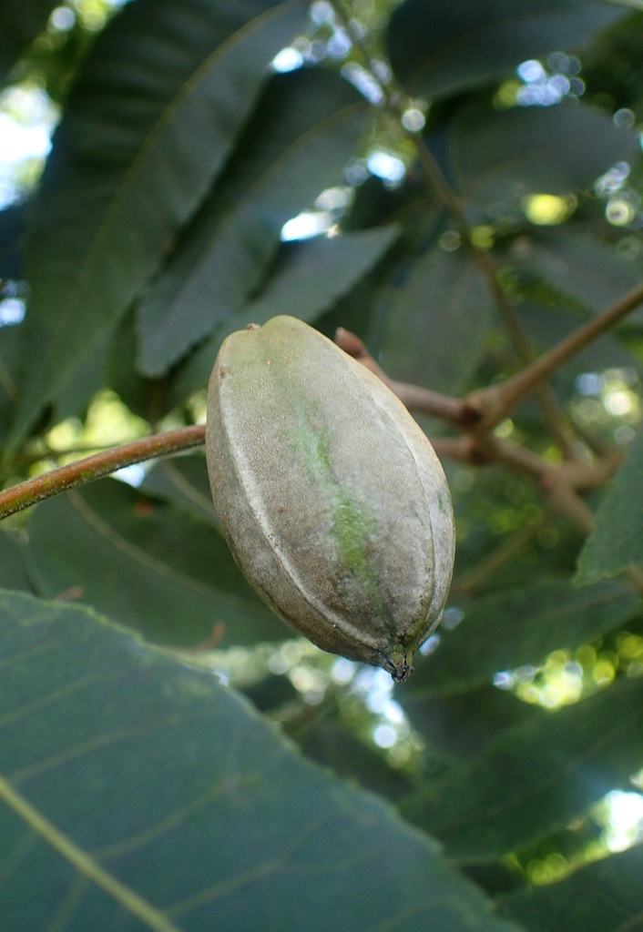 Pecan (Murfreesboro Indigenous Plant Project (MIPP) Guide) · iNaturalist