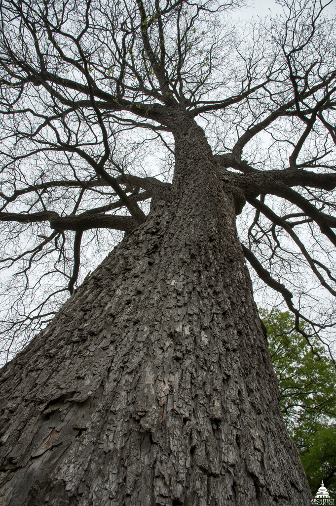 Pecan (Murfreesboro Indigenous Plant Project (MIPP) Guide) · iNaturalist