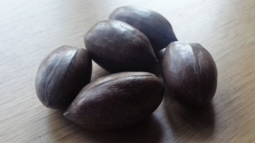 Pecan (Murfreesboro Indigenous Plant Project (MIPP) Guide) · iNaturalist