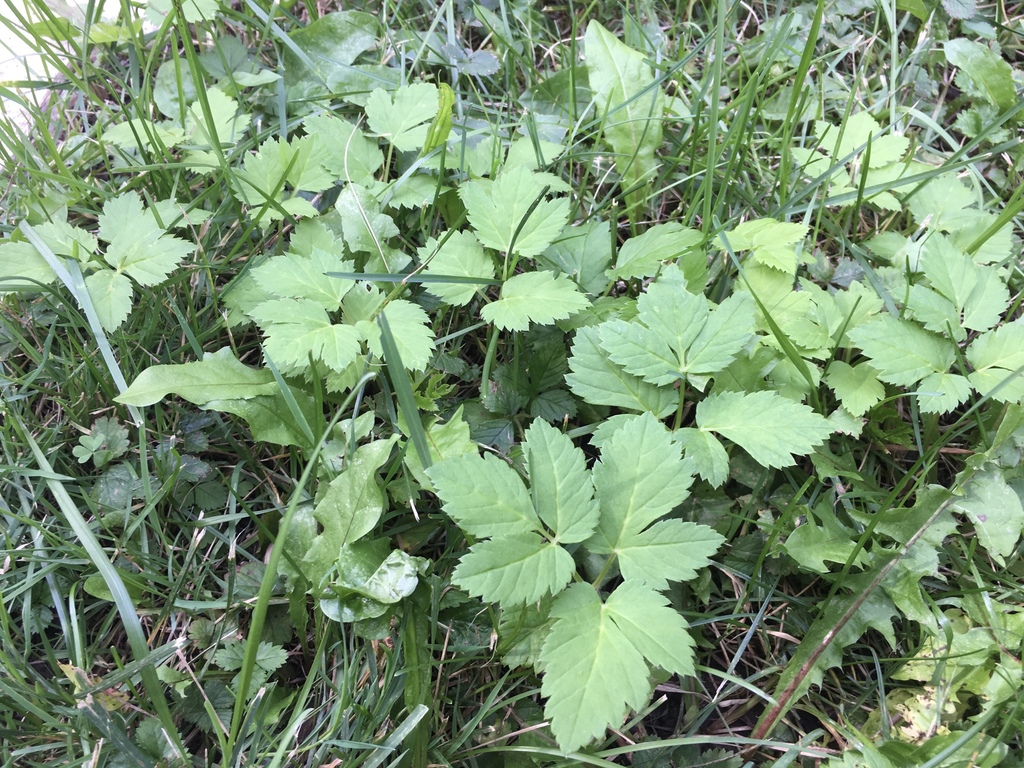 Goutweed from University of Guelph, Guelph, ON, CA on September 27 ...