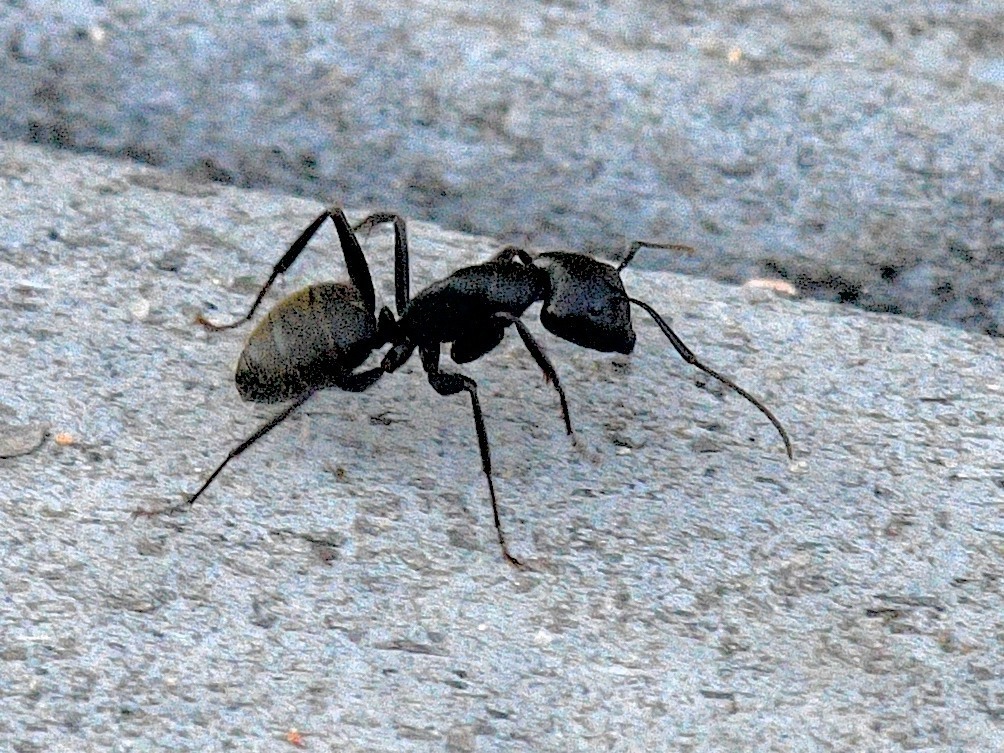 Eastern Black Carpenter Ant from Williamson, Texas, United States on ...