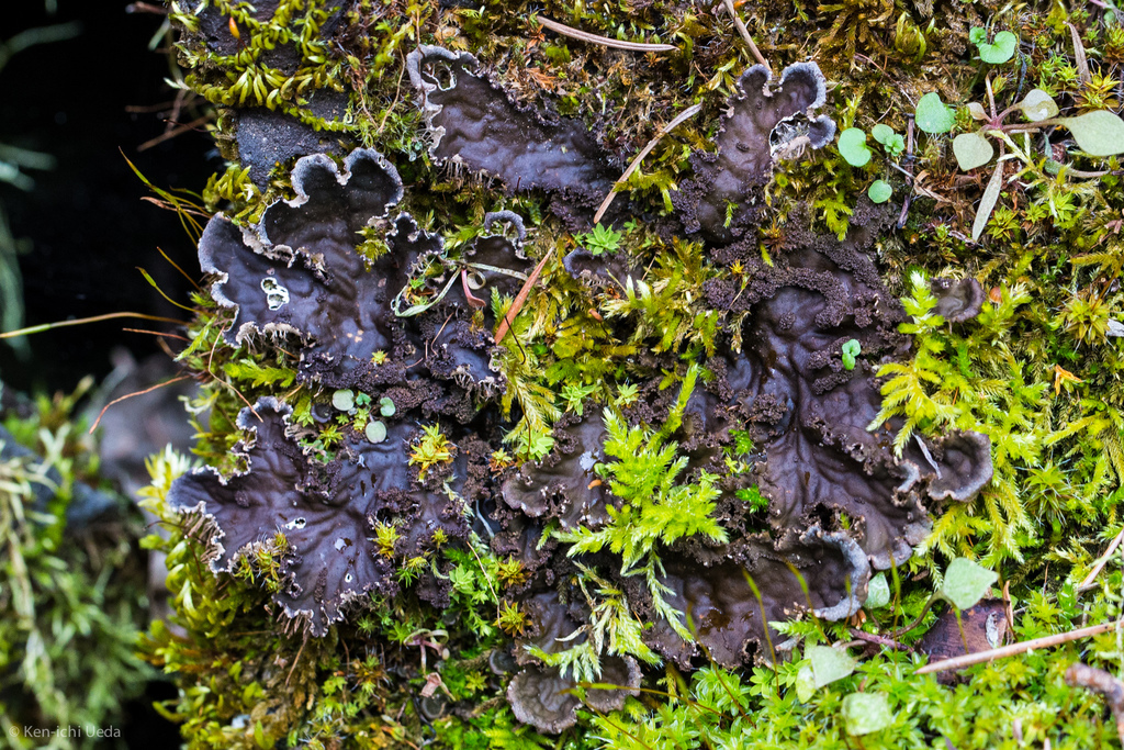 scaly pelt lichen from Siskiyou, Shasta-Trinity National Forest ...
