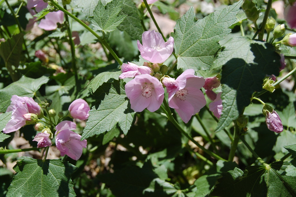 wild hollyhocks (Malvaceae (Mallow) of the Pacific Northwest) · iNaturalist