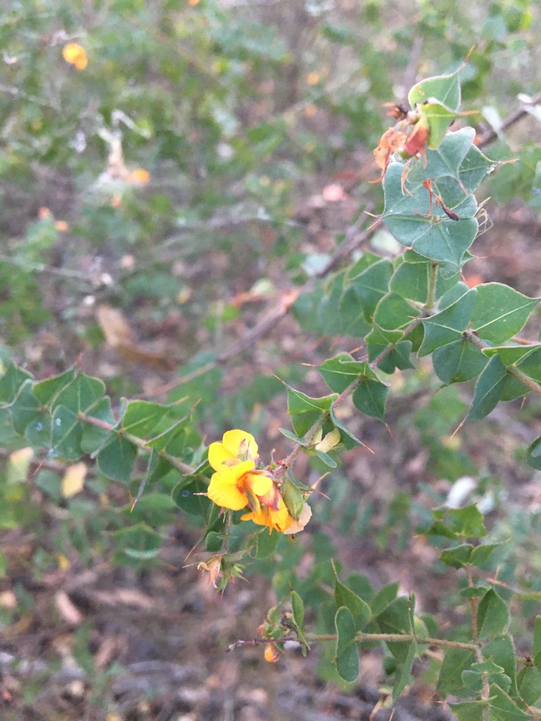 spiny bush-pea from Moggill Regional Park, Anstead, QLD, AU on October ...