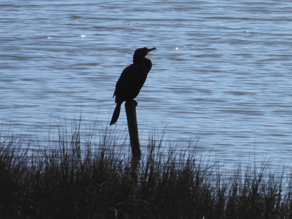 Neotropic Cormorant from Curicó, Maule, Chile on October 10, 2021 at 05 ...