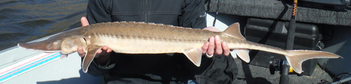 Shovelnose Sturgeon (Freshwater fish of Mississippi) · iNaturalist