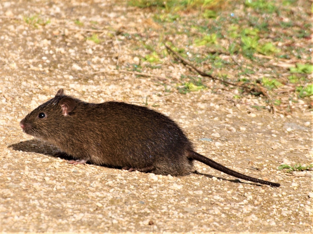 Australian Swamp Rat (Rattus lutreolus) - Know Your Mammals