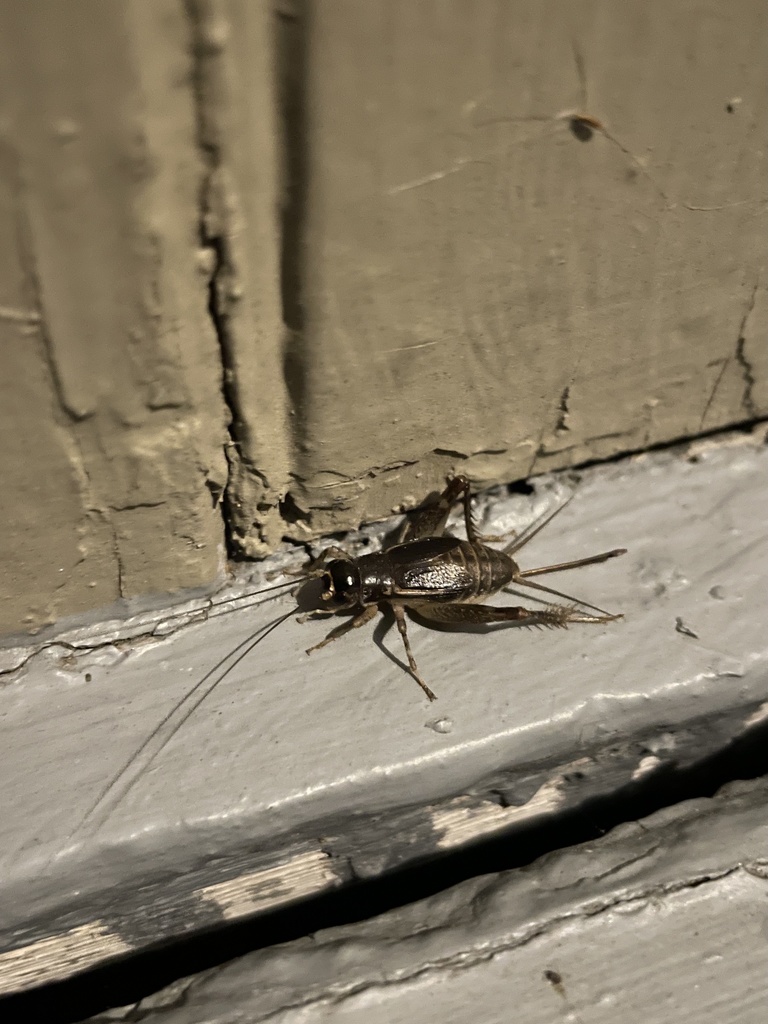 Japanese Burrowing Cricket from Whitney Ave, New Haven, CT, US on ...