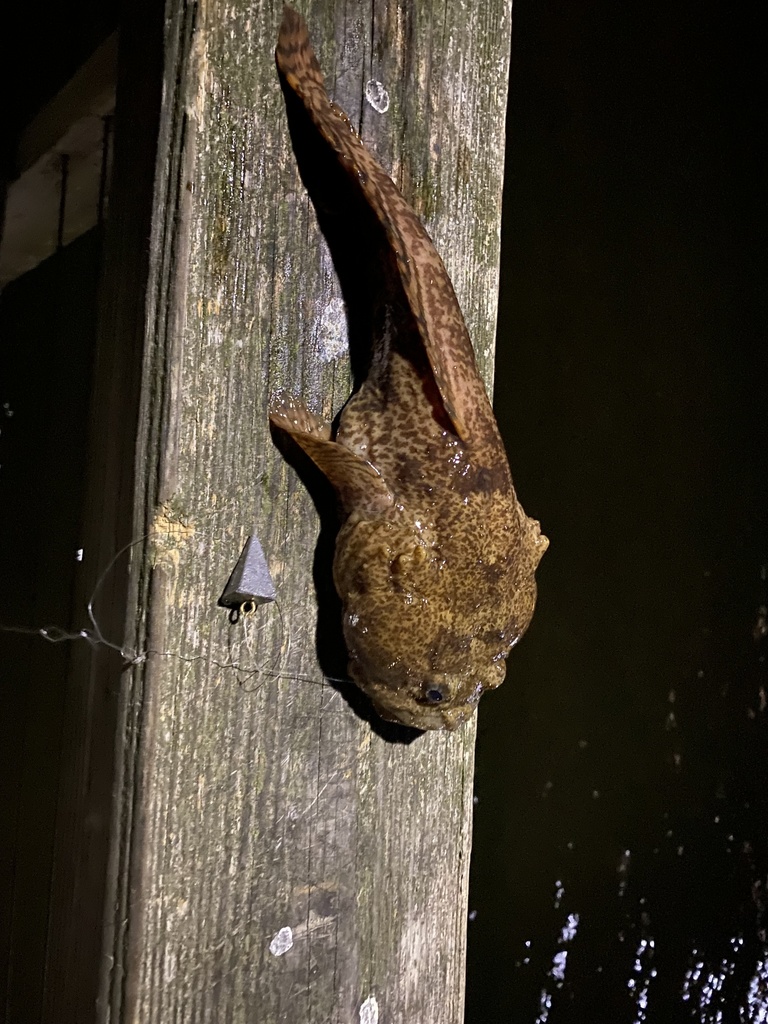Oyster Toadfish from Cape Fear River, Southport, NC, US on October 14 ...