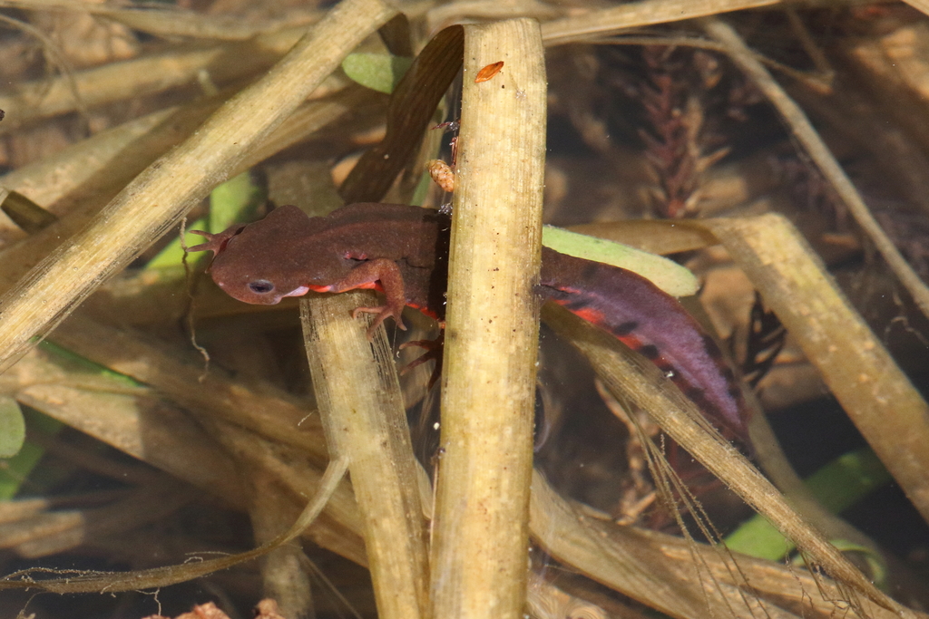 Japanese Fire-bellied Newt from Jingo-Ji Temple, Kyoto Prefecture on ...