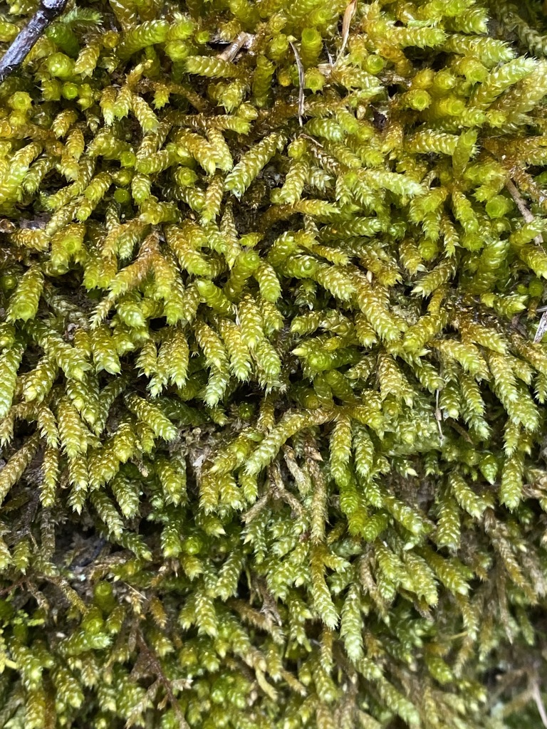 spoon-leaved moss from Bishop Ridge Rd., Bibb County, AL, USA on April ...