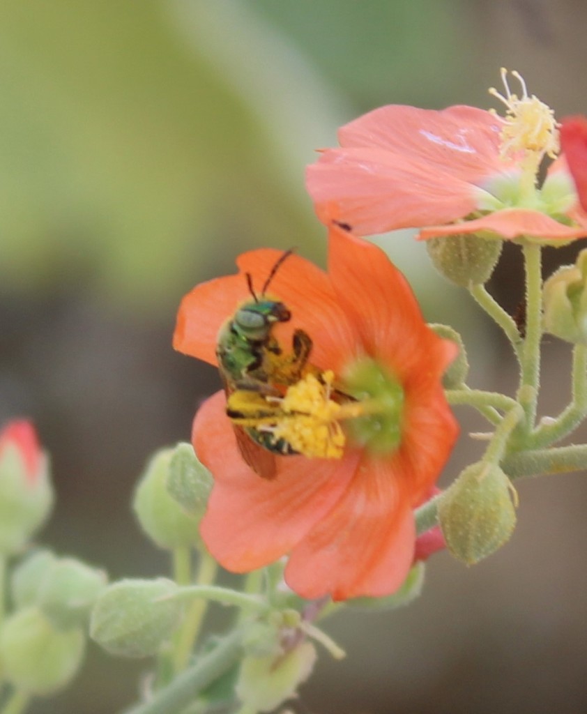 Striped Sweat Bees in September 2021 by Ana Gatica Colima · iNaturalist