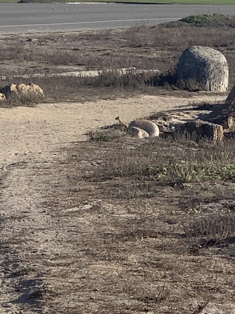 Long-tailed Weasel from North Pacific Ocean, Del Monte Forest, CA, US ...