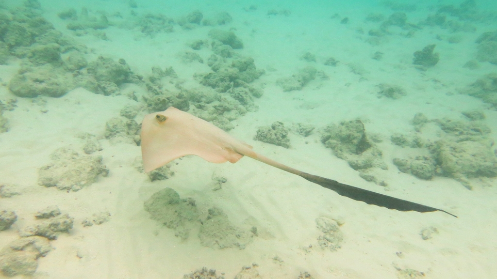 Cowtail Stingray (Pastinachus sephen) - Marine Life Identification