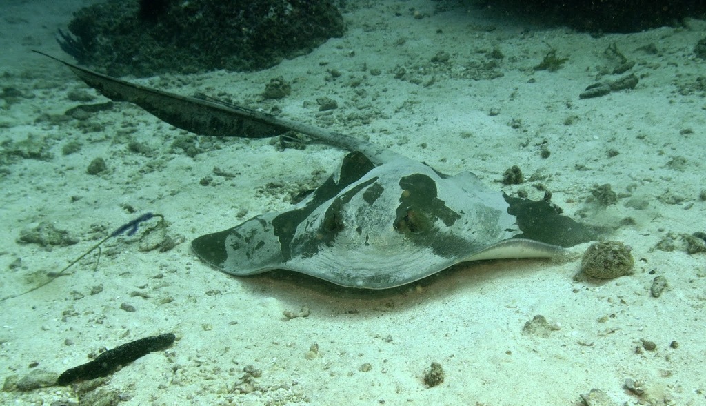Cowtail Stingray (Pastinachus sephen) - Marine Life Identification