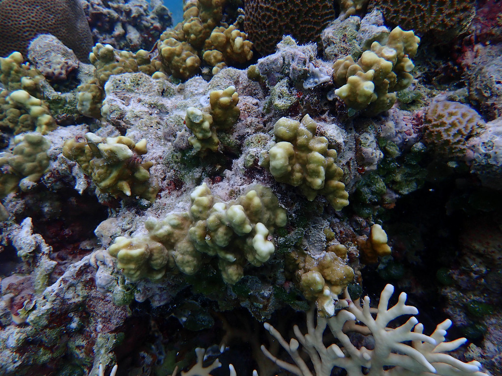 Millepora exaesa from Helen Reef on December 23, 2017 at 02:02 PM by ...