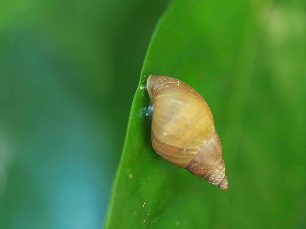 Palau Pandanus Tree Snail in September 2021 by Heather Ketebengang ...