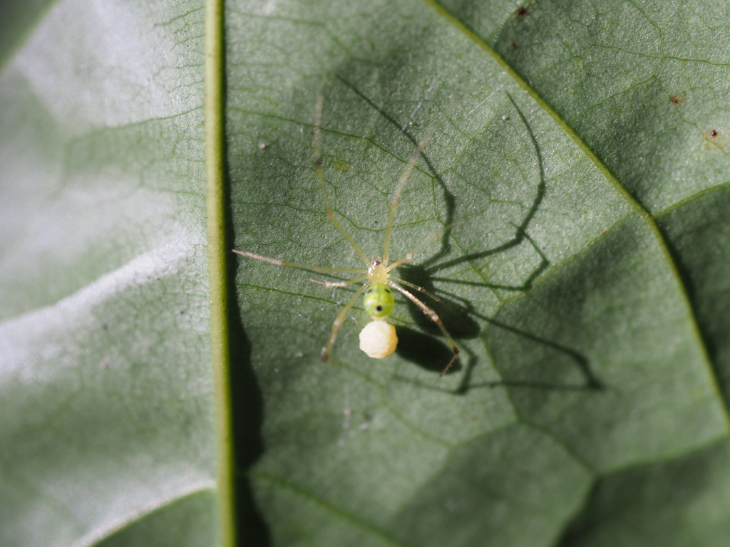Typical Cobweb Spiders from Long Island on September 28, 2021 at 03:55 ...