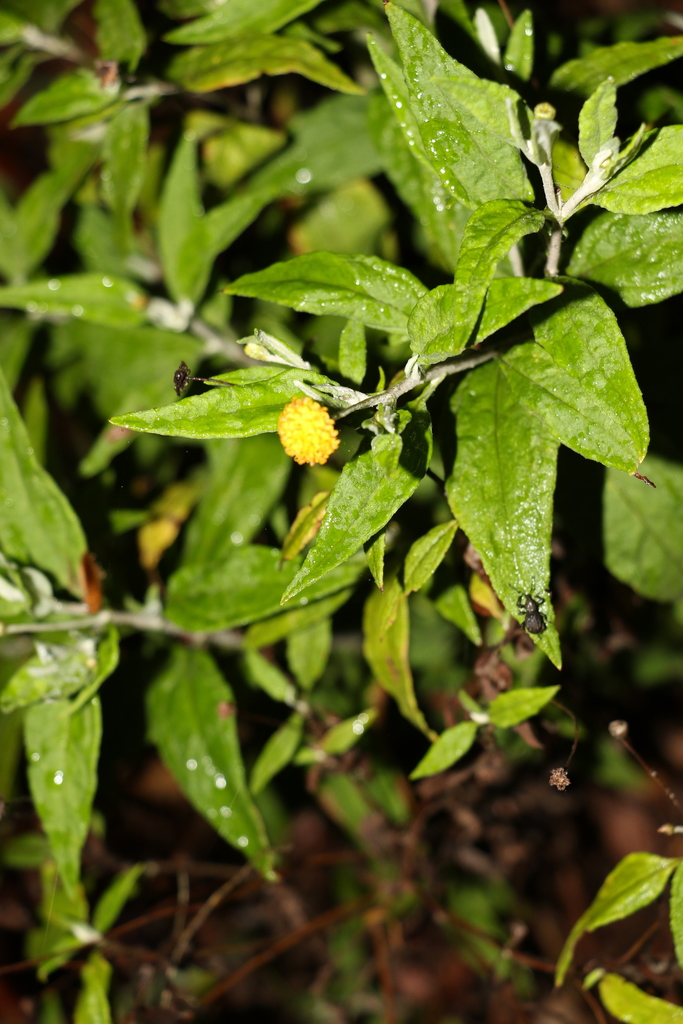 Acomis acoma from Mount Nebo QLD 4520, Australia on October 14, 2021 at ...