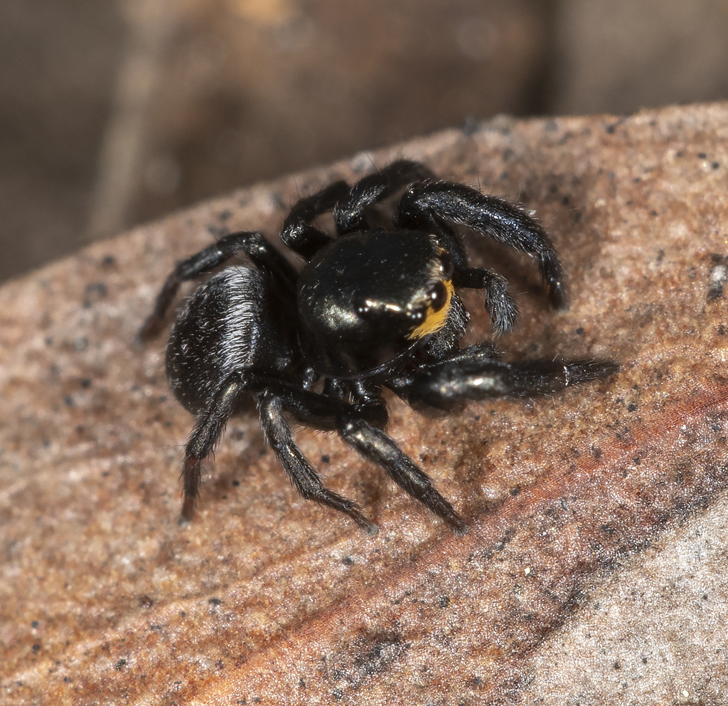 Typical Jumping Spiders from Ridgeway TAS 7054, Australia on October 8 ...