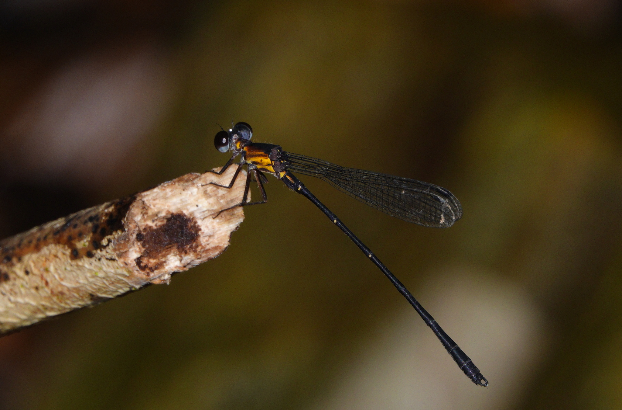 Lestoidea Tillyard, 1913