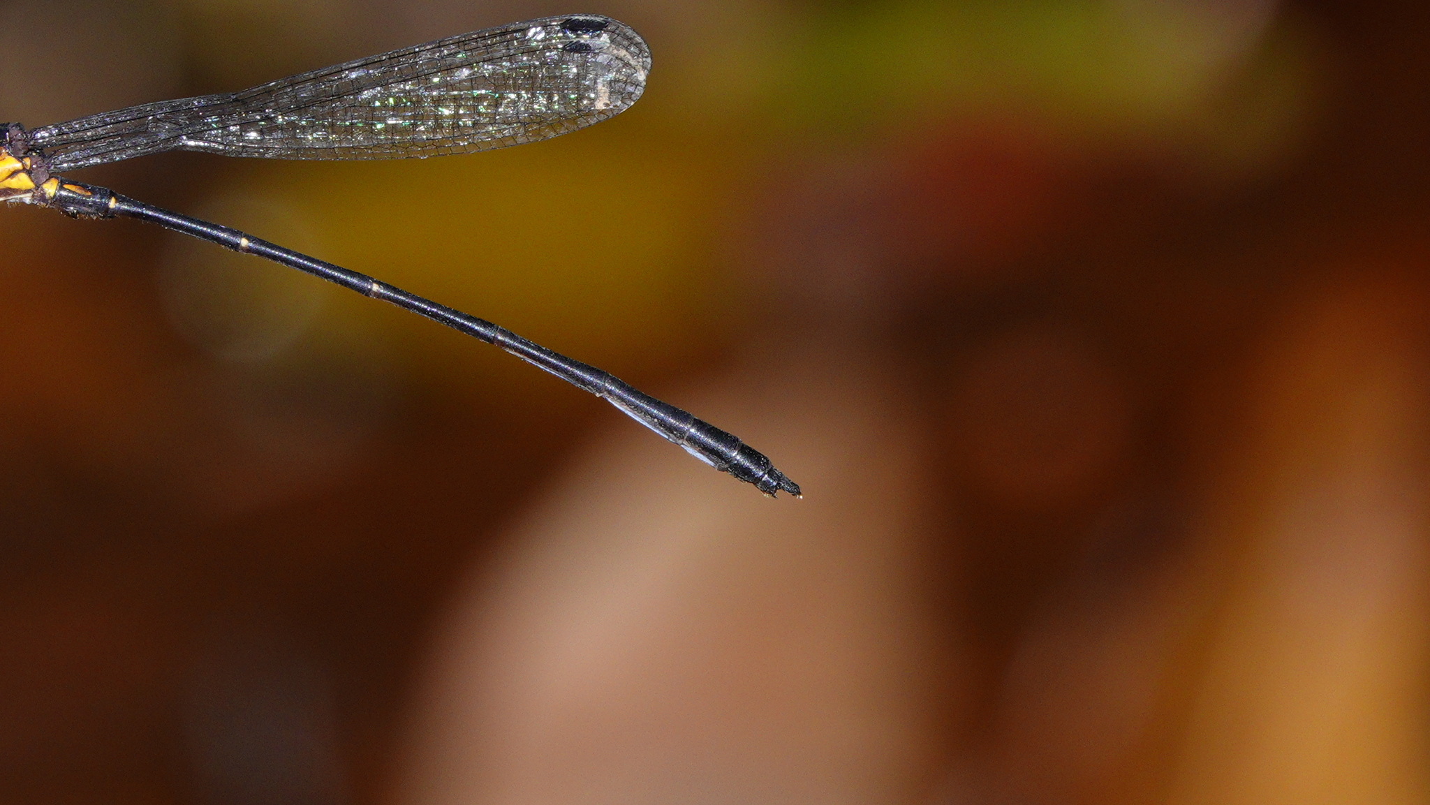 Lestoidea Tillyard, 1913