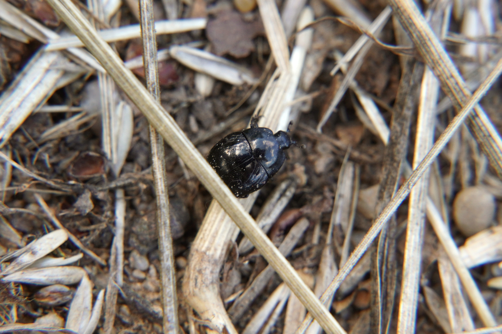 Saprinus semistriatus from Alt-West, Leipzig, Deutschland on July 4 ...