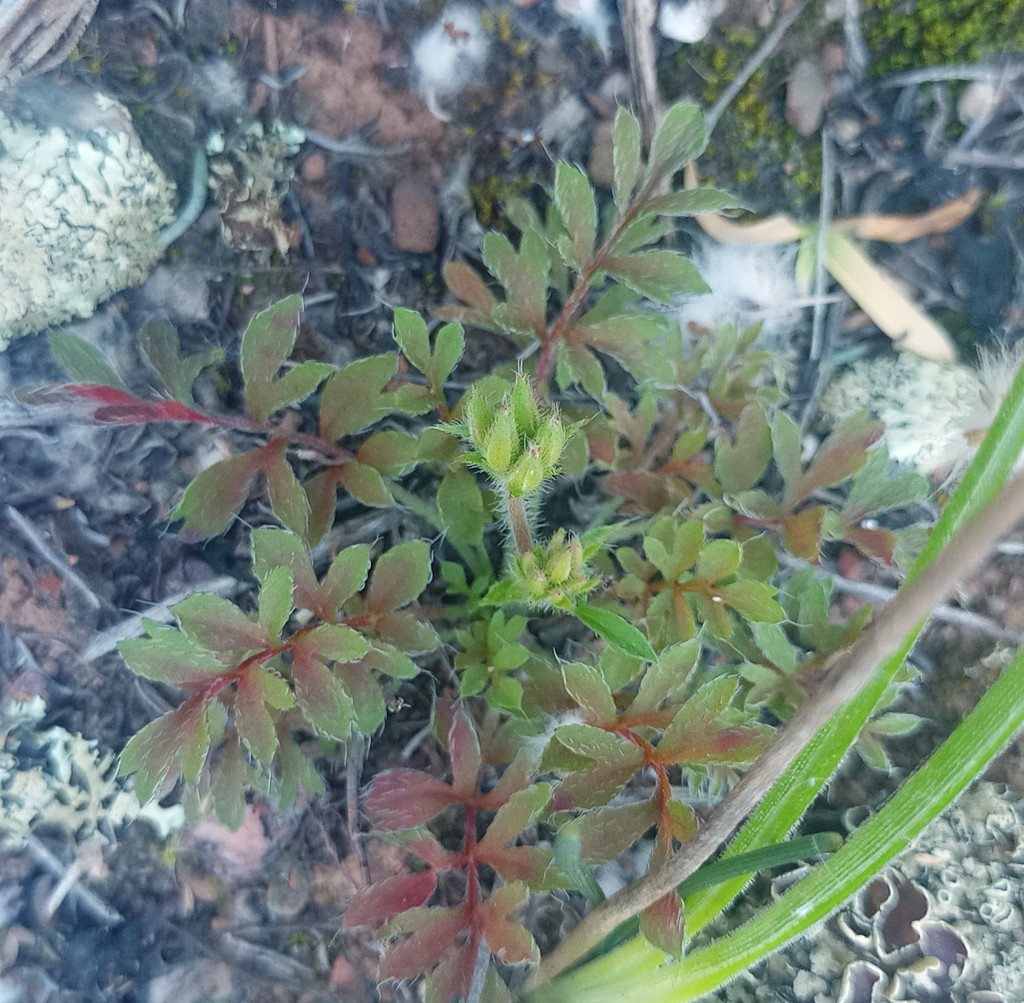 Lonehair Storksbill from Cape Winelands, South Africa on September 26 ...