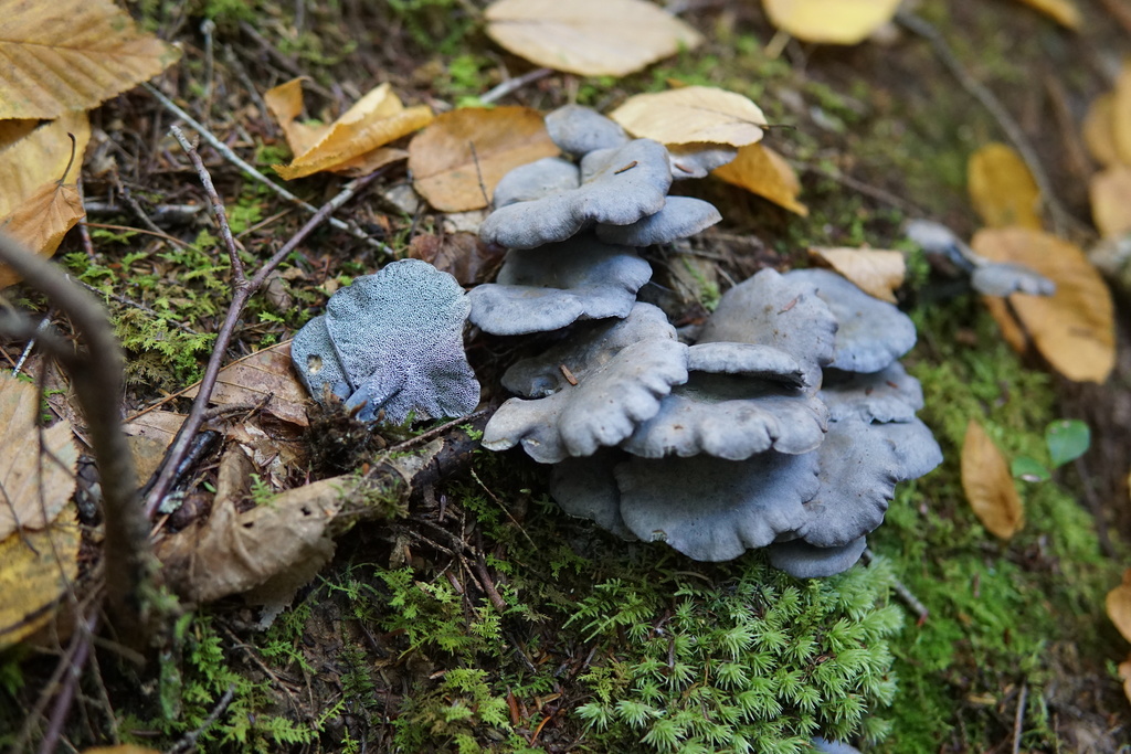 blue polypore from Springvale, Sanford, ME 04083, USA on October 11 ...
