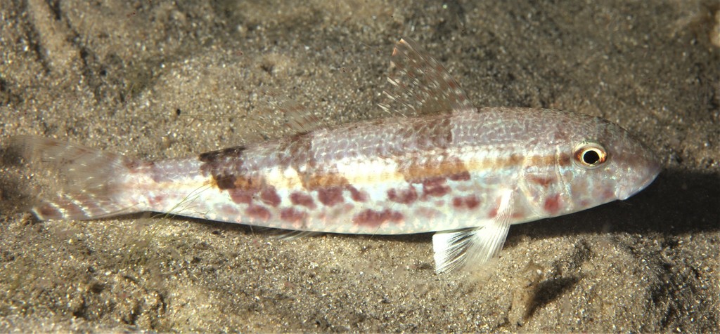 Australian Goatfish (Fishes of Chowder Bay, Sydney, Australia ...
