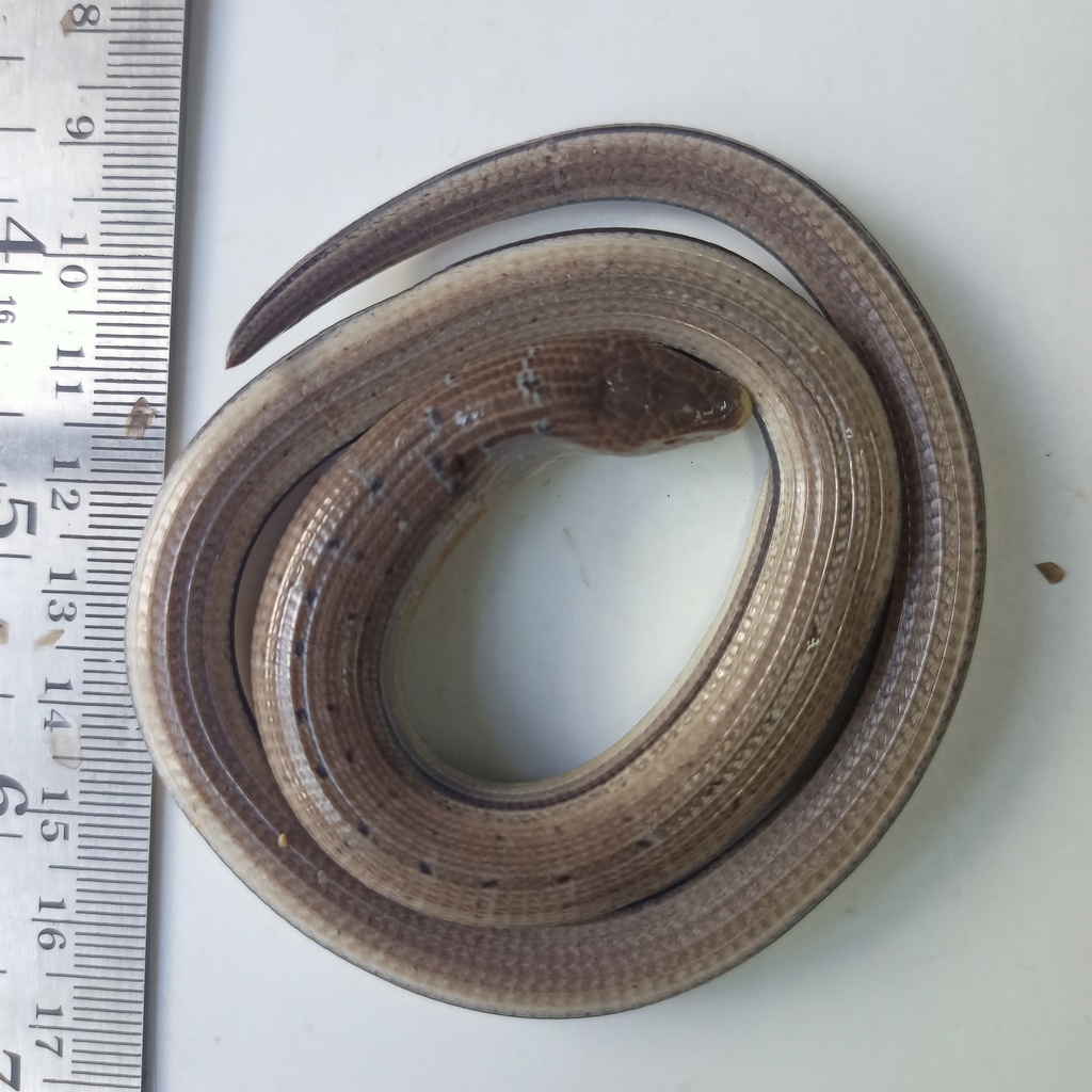 Asian Glass Lizard in September 2021 by Temjen · iNaturalist