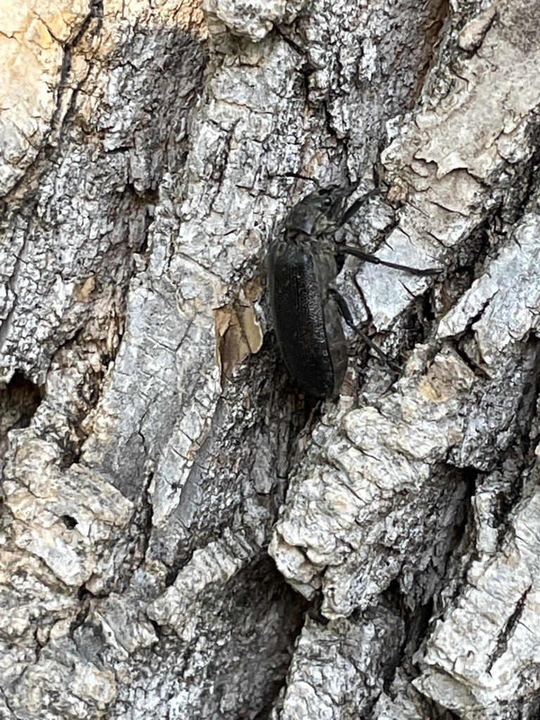 Cedar Beetle from S 68th Ave, Omaha, NE, US on September 23, 2021 at 06 ...