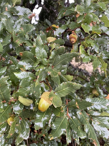 Macedonian Oak (Subspecies Quercus trojana trojana) · iNaturalist ...