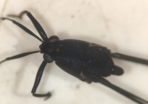 Metrobates anomalus · iNaturalist