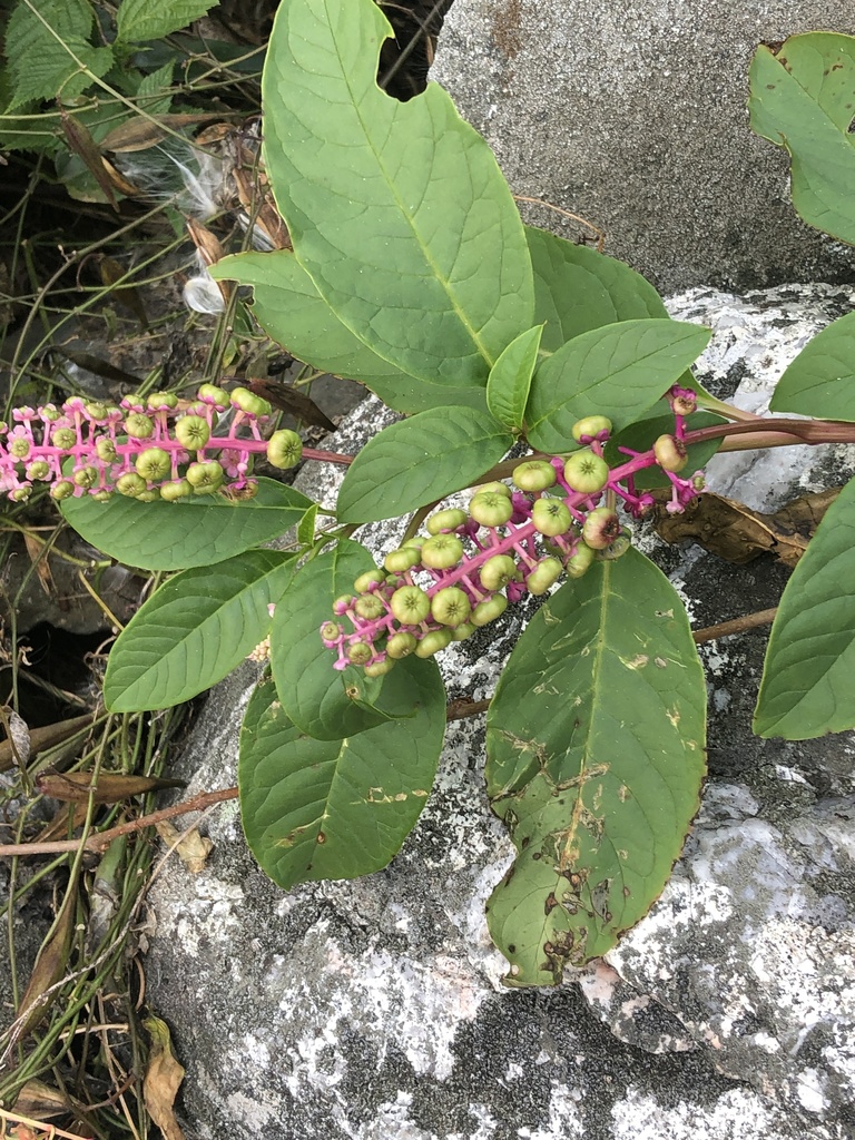 American pokeweed from Ipswich River Wildlife Sanctuary, Topsfield, MA ...