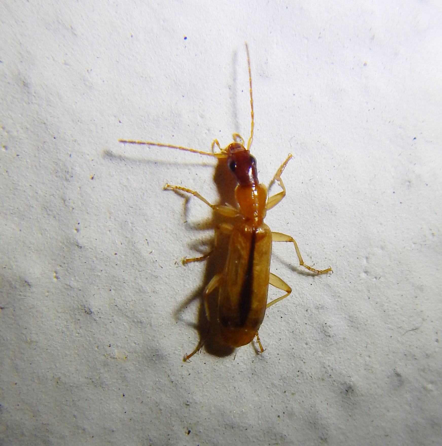 Paradromius longiceps (Dejean, 1826)