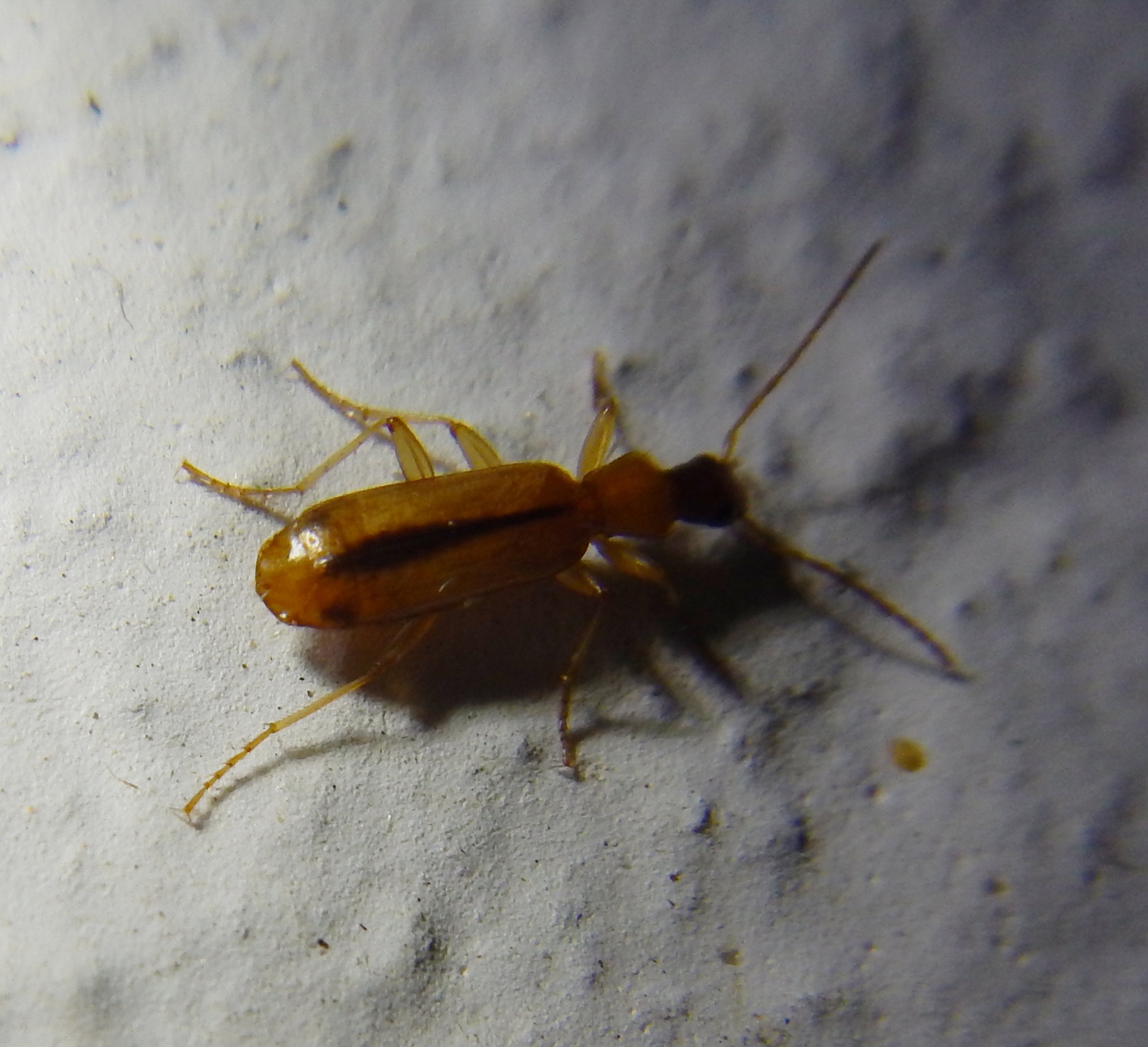 Paradromius longiceps (Dejean, 1826)