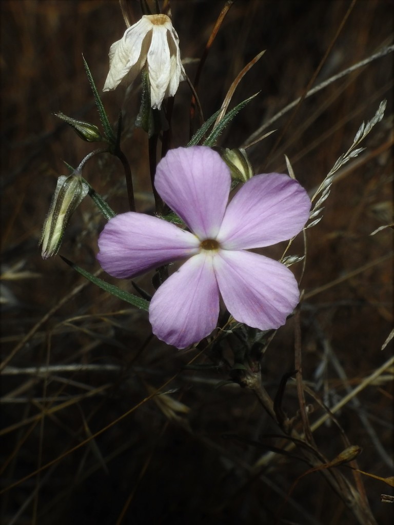 Longleaf Phlox in October 2021 by Will Van Hemessen · iNaturalist
