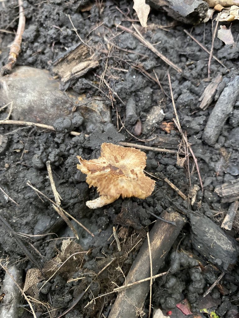 fringed sawgill from 4422 Av. de l'Esplanade, Montréal, QC H2W 2N4 ...