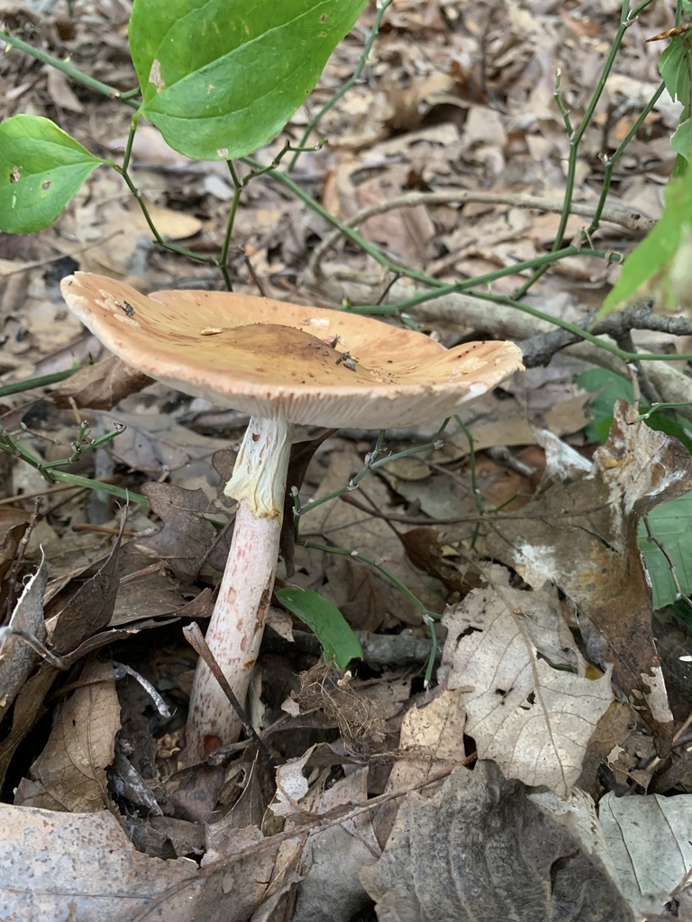 Amanita sp. 'aureosubucula' from Hoosier National Forest, Paoli, IN, US ...